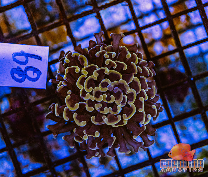 WYSIWYG 68 Branching Hammer – Carolina Aquatics