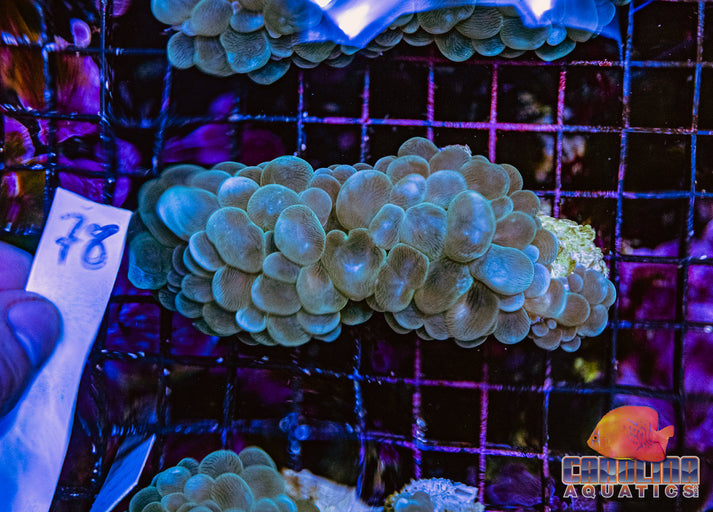 WYSIWYG 78 Bubble Coral – Carolina Aquatics