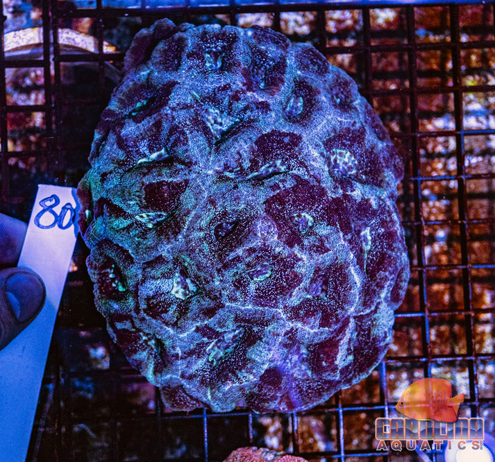 WYSIWYG 80 Bower – Carolina Aquatics