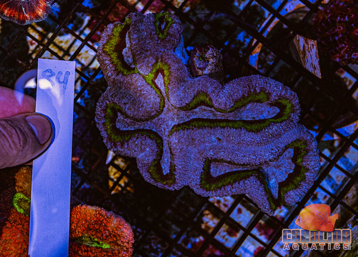 WYSIWYG 84 Lobo – Carolina Aquatics