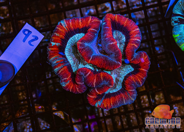 WYSIWYG 92 Tachy – Carolina Aquatics