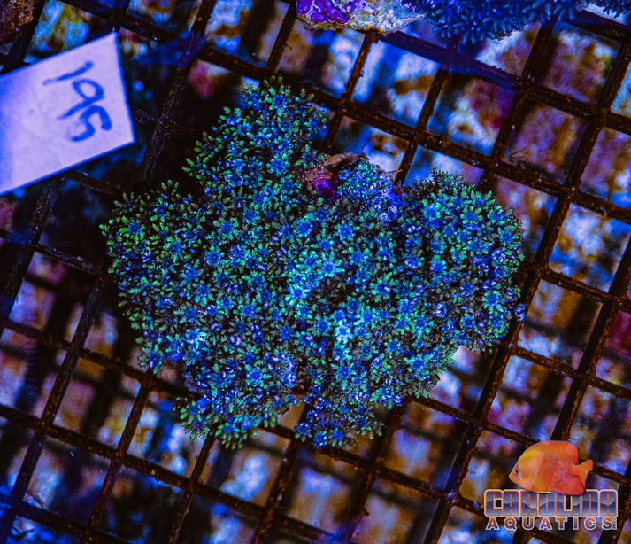 WYSIWYG 195 Sympodium Leather – Carolina Aquatics