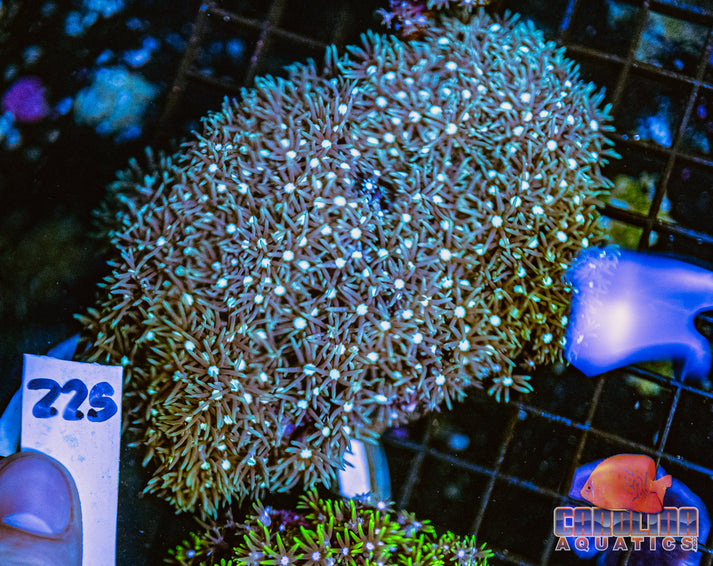 WYSIWYG 225 Green Star Polyp – Carolina Aquatics