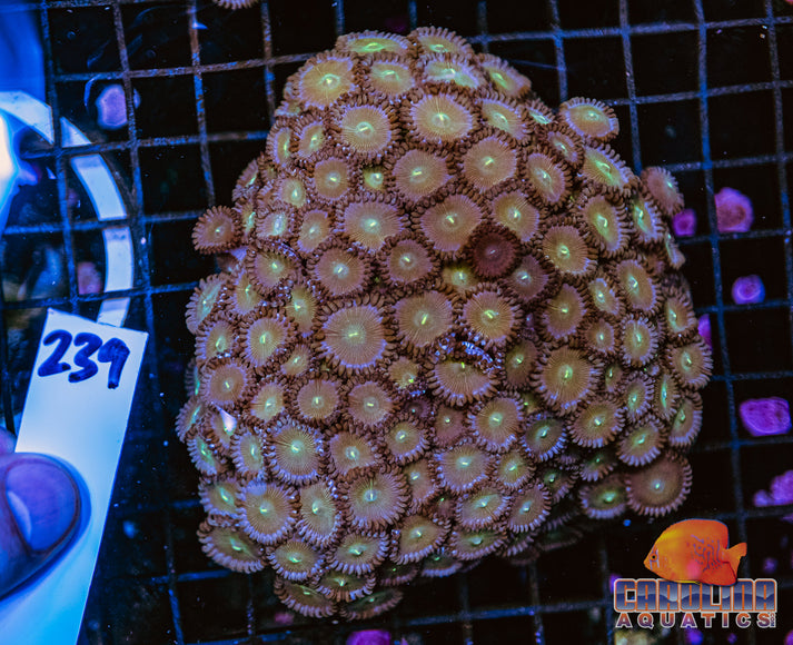 WYSIWYG 239 Button Polyp – Carolina Aquatics