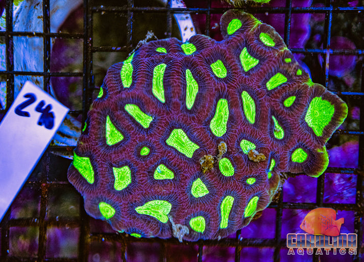 WYSIWYG 240 Dragon Soul Favia – Carolina Aquatics