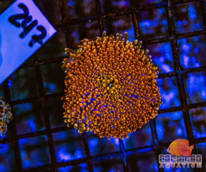 WYSIWYG 247 Ricordia – Carolina Aquatics