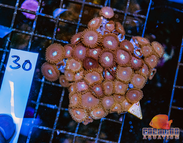 WYSIWYG 30 Button Polyp – Carolina Aquatics