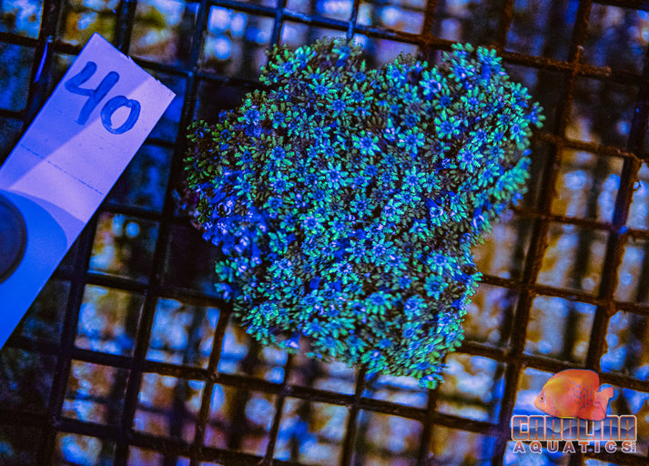 WYSIWYG 40 Sympodium Leather – Carolina Aquatics