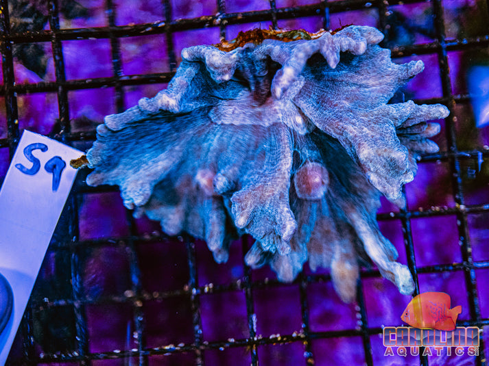 WYSIWYG 59 Pectinia – Carolina Aquatics