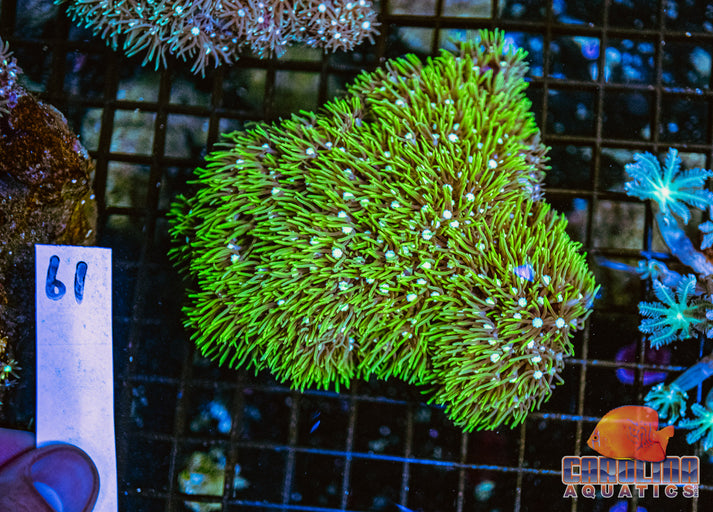 WYSIWYG 61 Green Star Polyp – Carolina Aquatics
