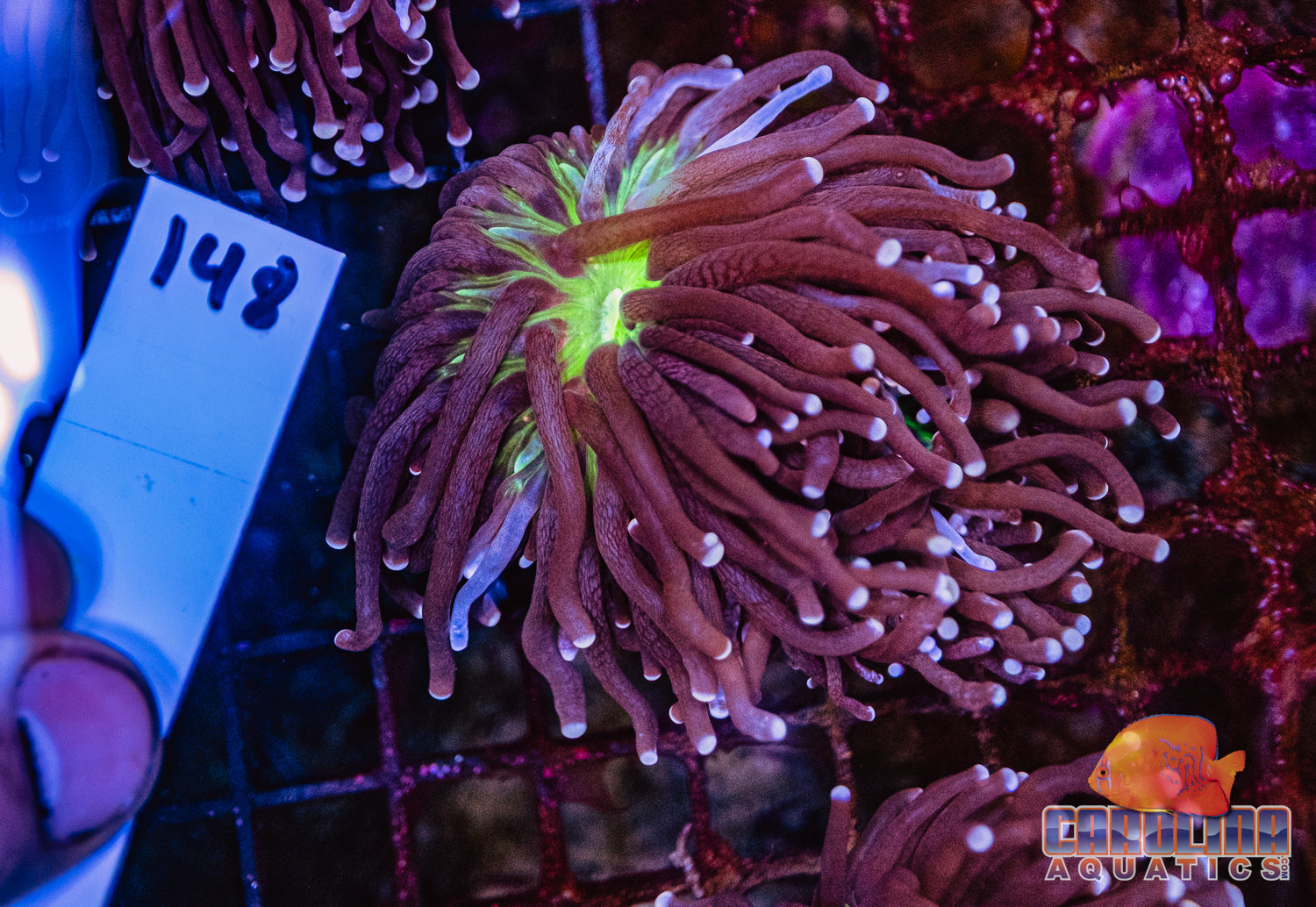 WYSIWYG 148 Torch – Carolina Aquatics