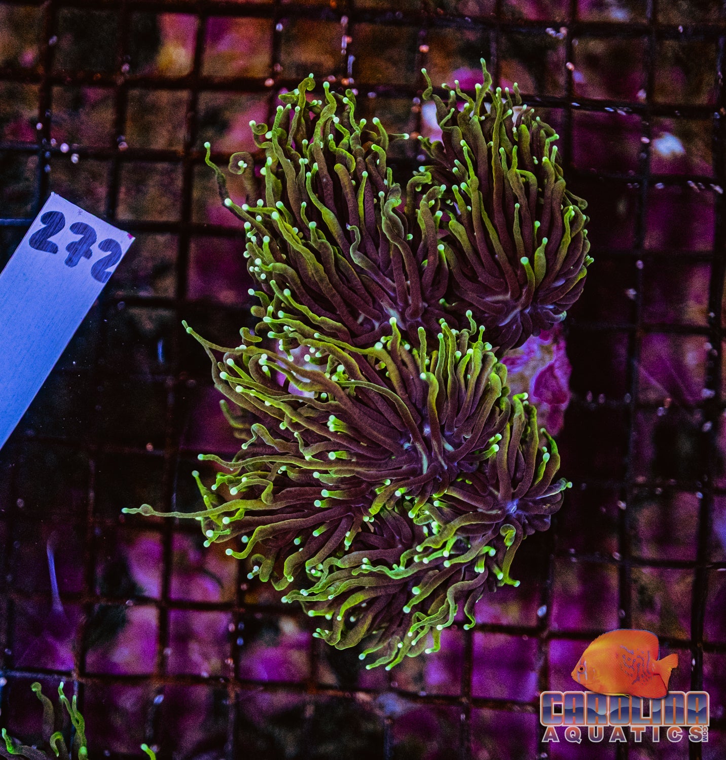 WYSIWYG 272 Torch – Carolina Aquatics