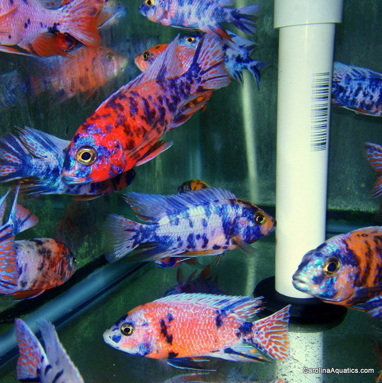 African - Peacock OB 2in. – Carolina Aquatics