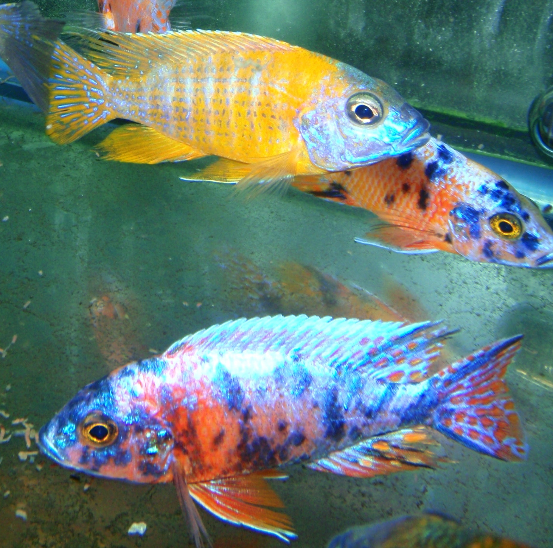 Goldfish - Comet Sarasa – Carolina Aquatics
