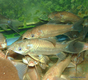 Weekly Specials – Carolina Aquatics