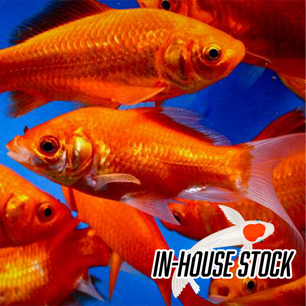 Goldfish - Comet – Carolina Aquatics