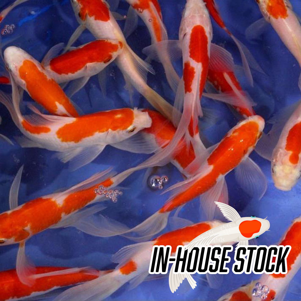 Goldfish - Comet Sarasa – Carolina Aquatics