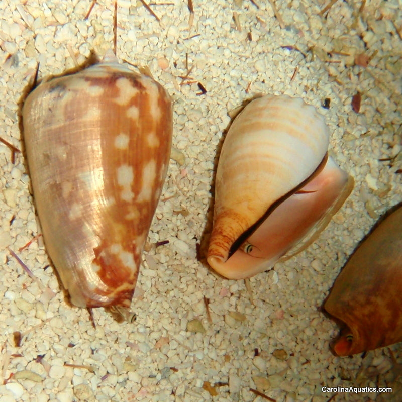 Conch - Strawberry – Carolina Aquatics