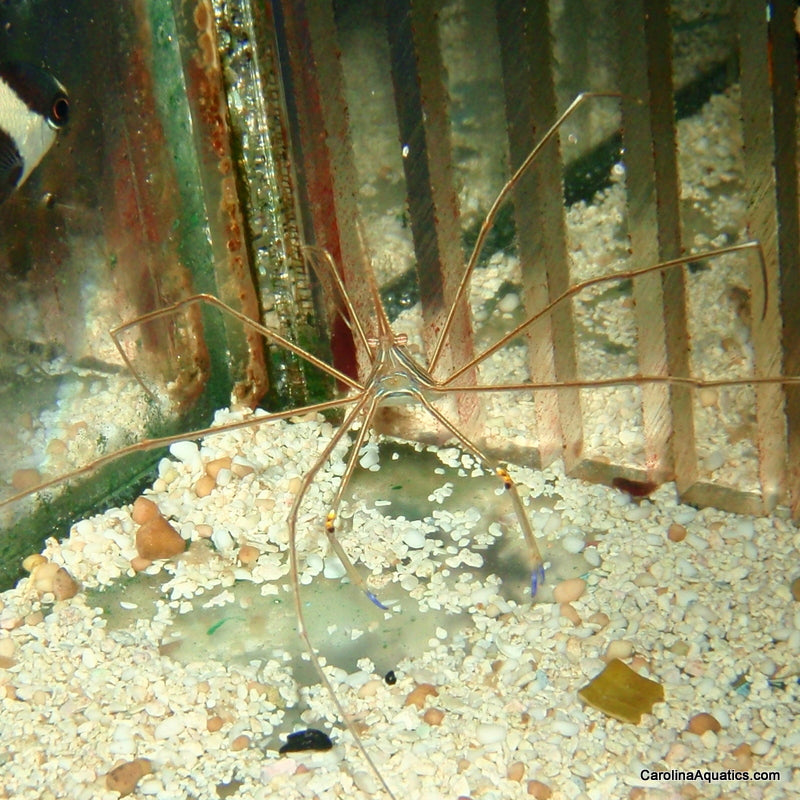 Crab - Arrow – Carolina Aquatics