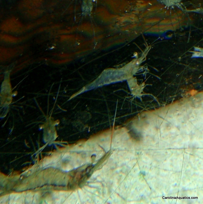 Feeder - Ghost Shrimp – Carolina Aquatics