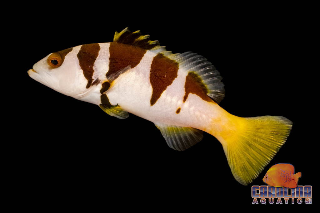 Saltwater Fish – Page 8 – Carolina Aquatics