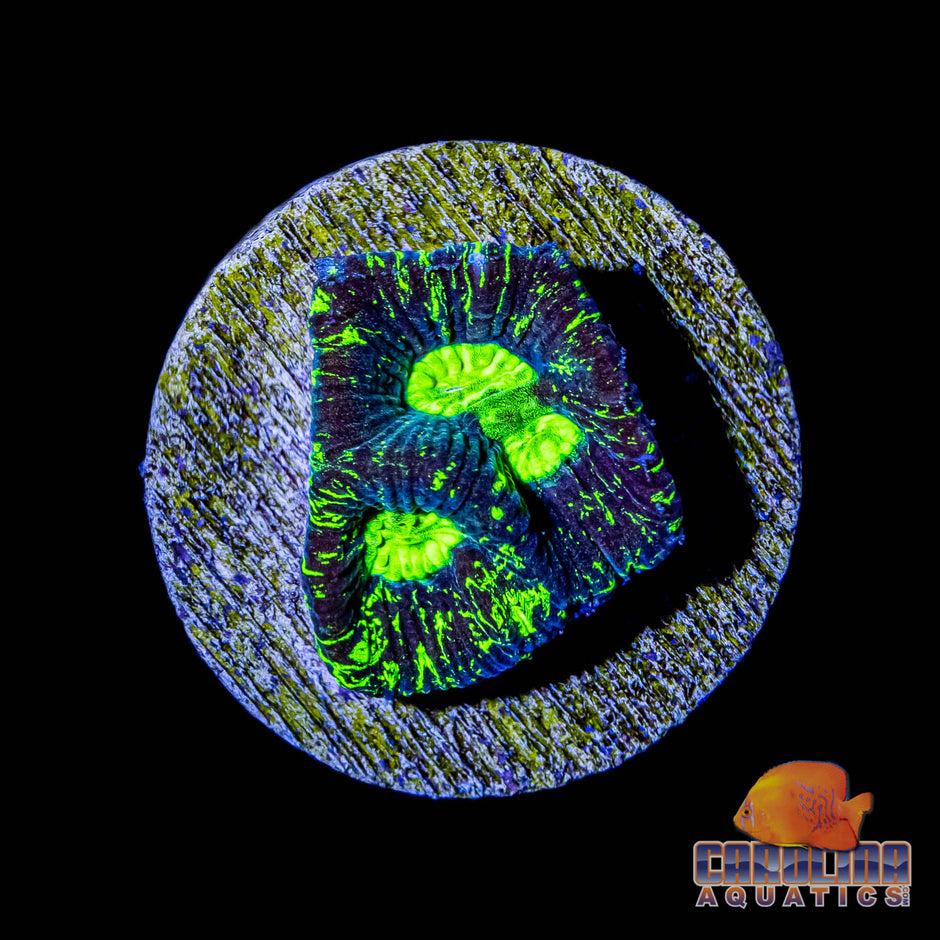 Coral Frags – Carolina Aquatics