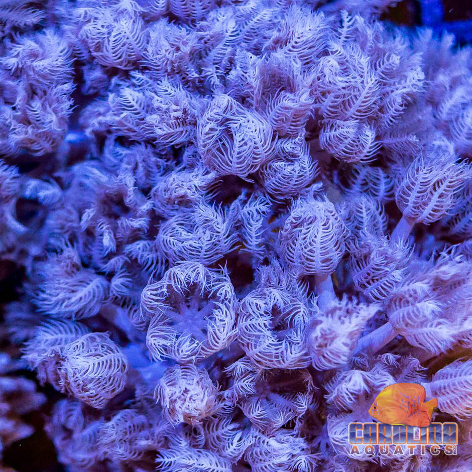 Coral Frags – Carolina Aquatics