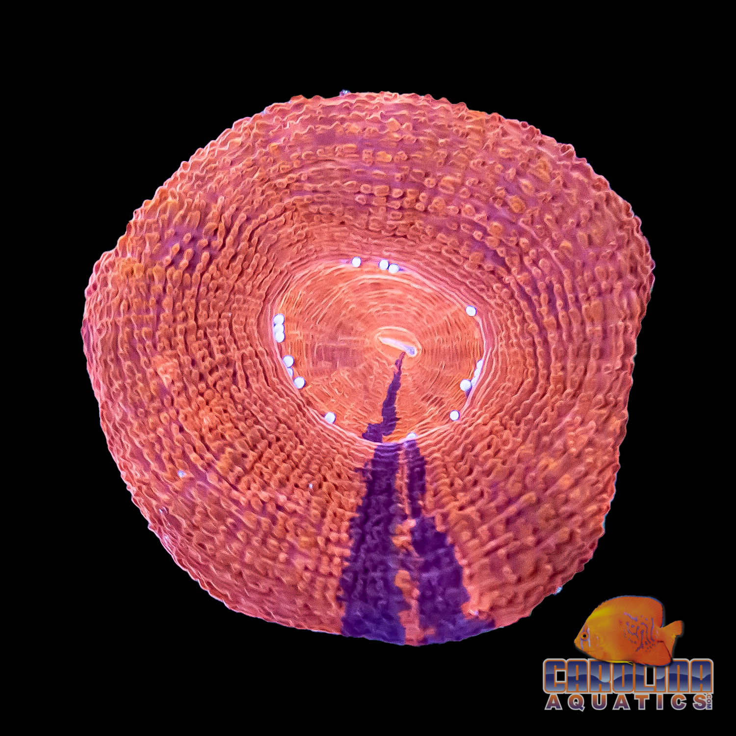 Coral Frags – Page 2 – Carolina Aquatics