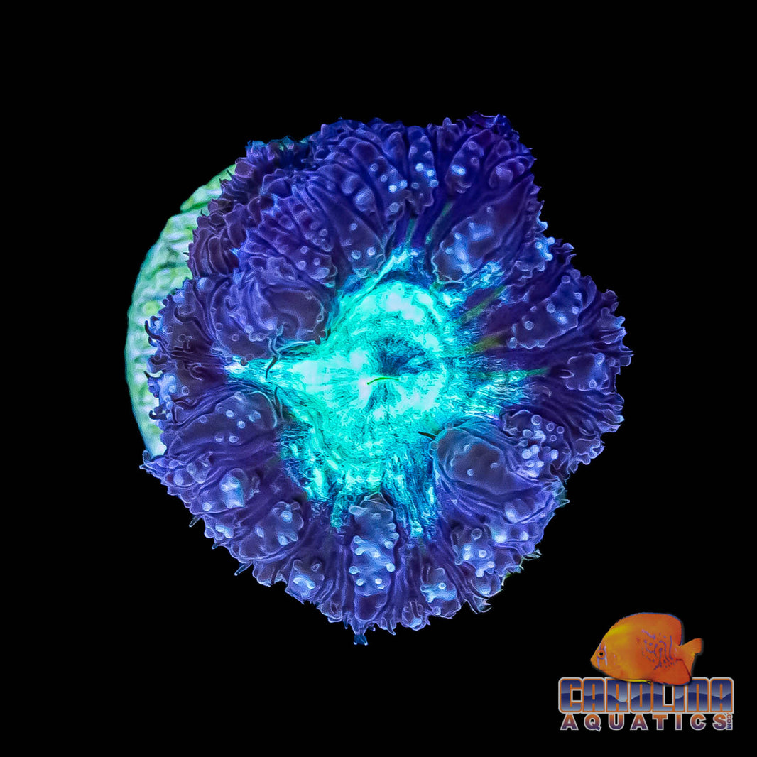 Coral Frags – Carolina Aquatics