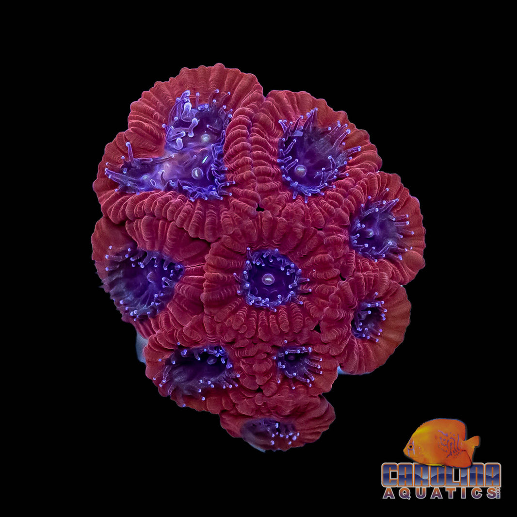 Coral Frags – Carolina Aquatics