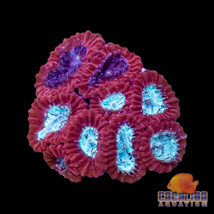 Coral Frags – Carolina Aquatics