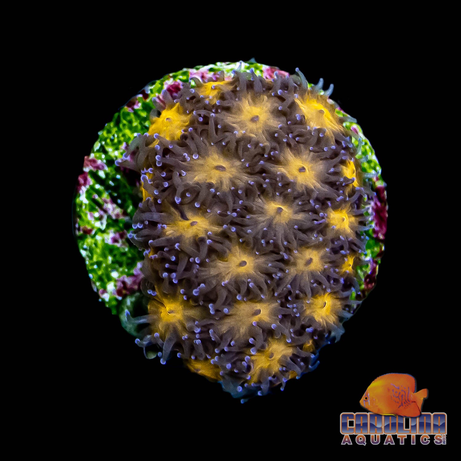 Coral Frags – Carolina Aquatics