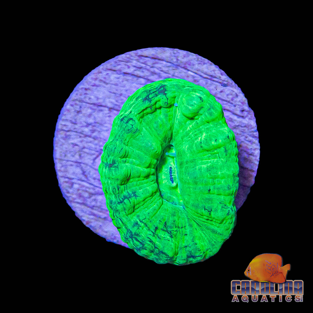Coral Frags – Carolina Aquatics