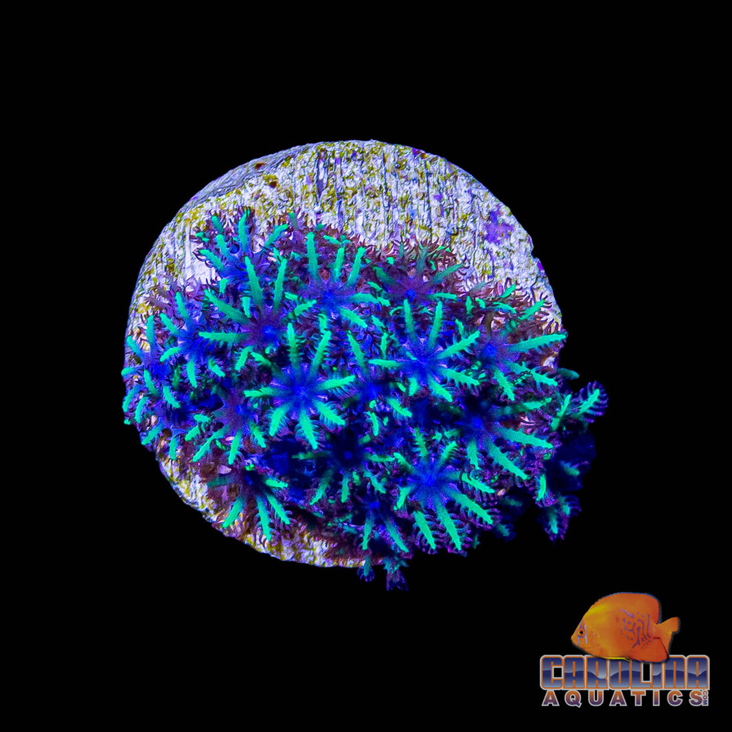 Coral Frags – Carolina Aquatics