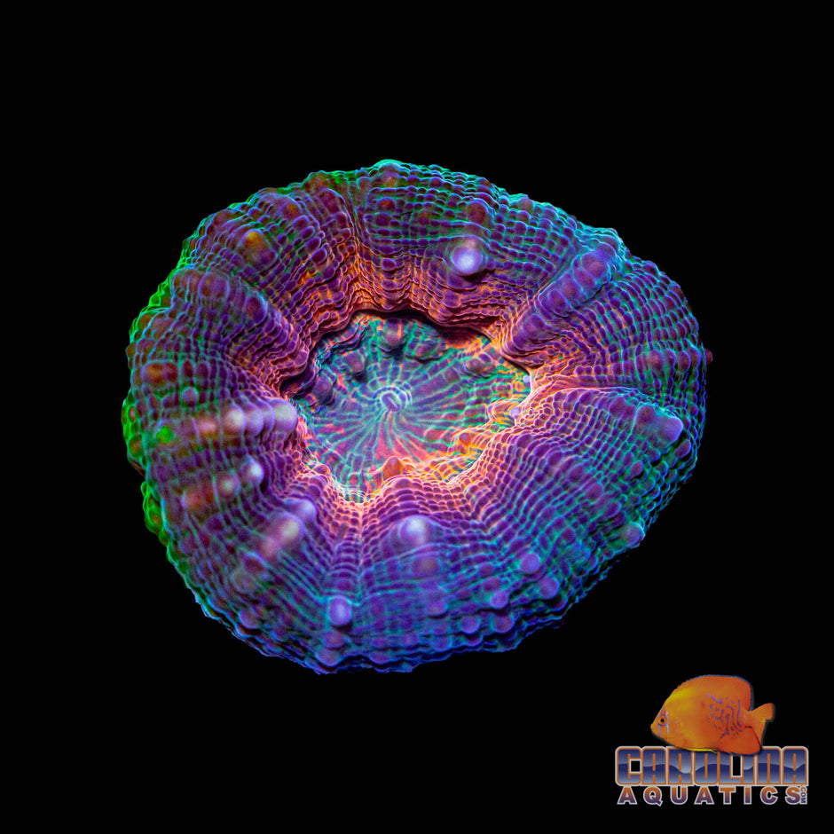 Coral Frags – Carolina Aquatics