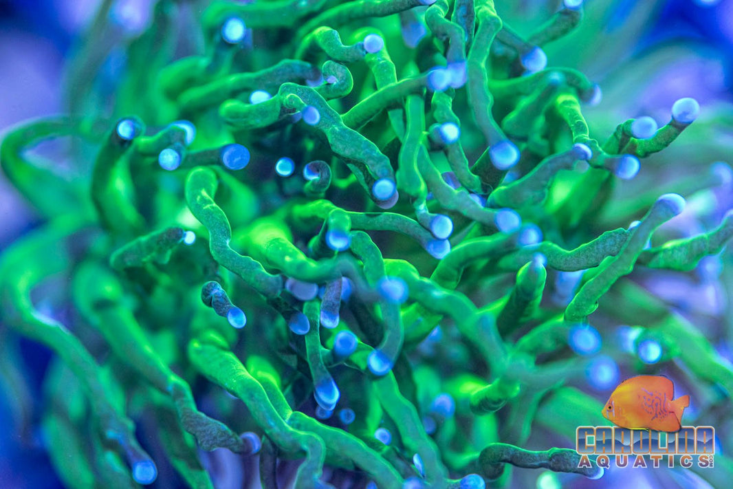 Coral Frags – Carolina Aquatics