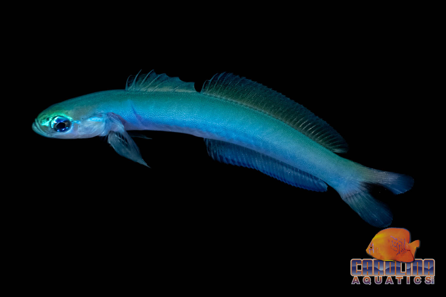 Goby - Gudgeon Blue – Carolina Aquatics
