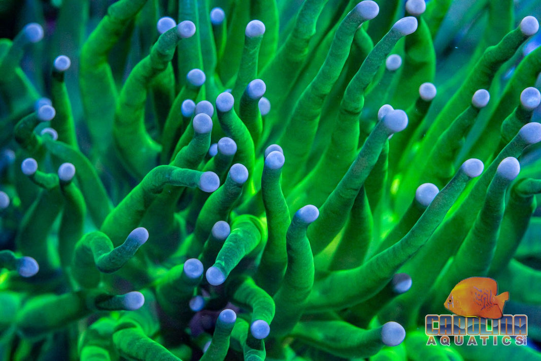 Coral Frags – Carolina Aquatics