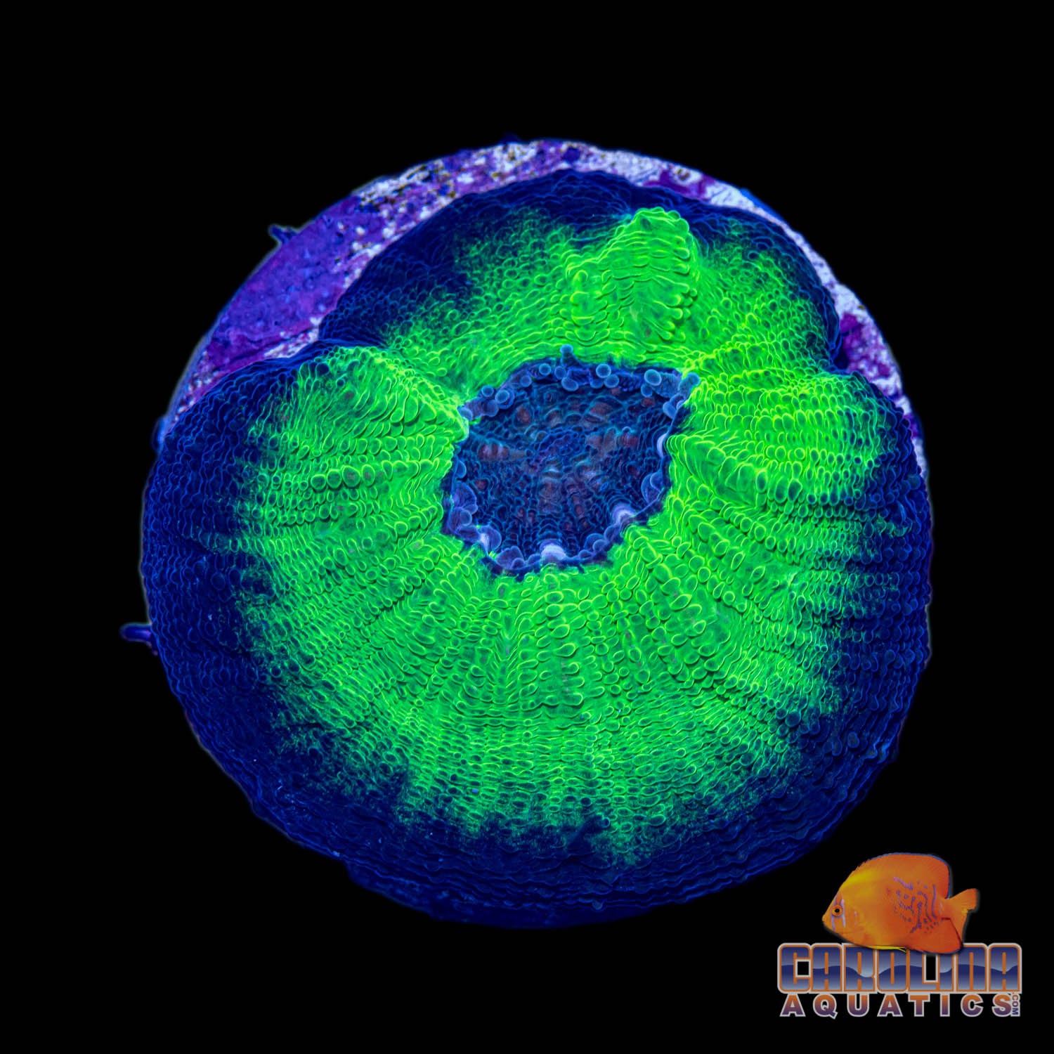 Coral Frags – Page 4 – Carolina Aquatics