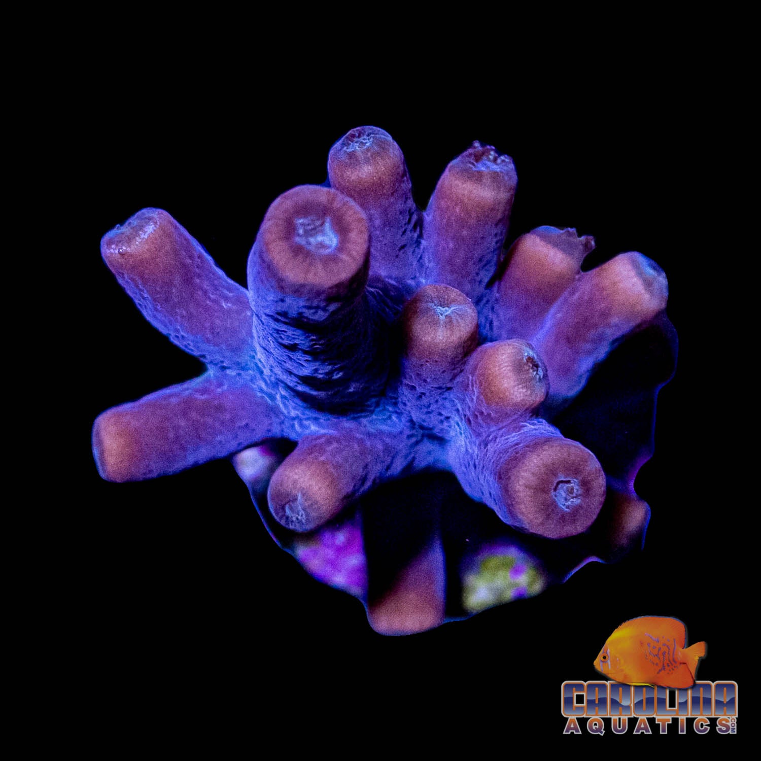 Coral Frags – Page 2 – Carolina Aquatics