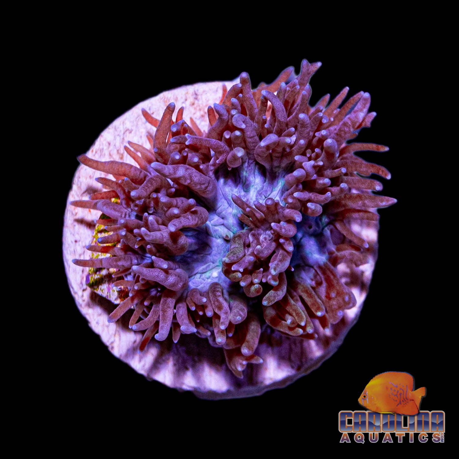 Coral Frags – Page 3 – Carolina Aquatics