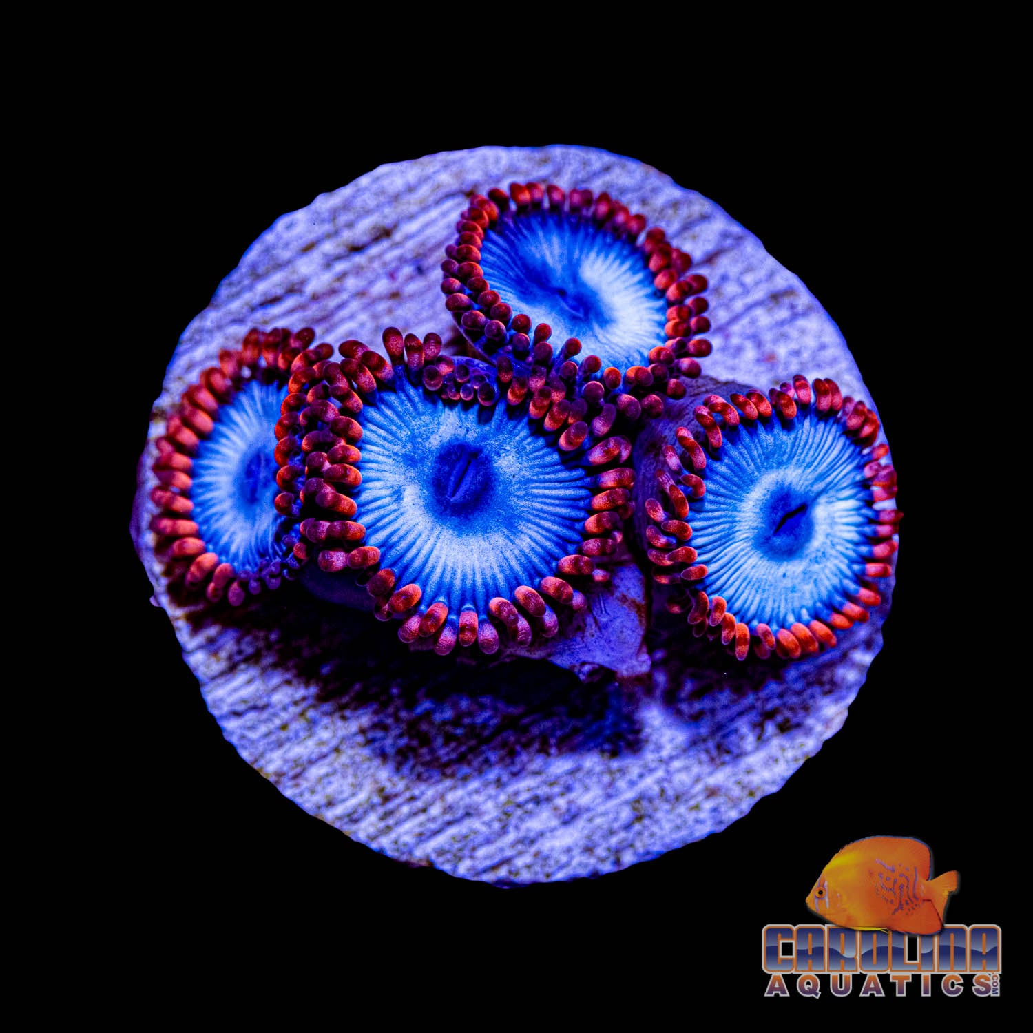 Coral Frags – Page 2 – Carolina Aquatics
