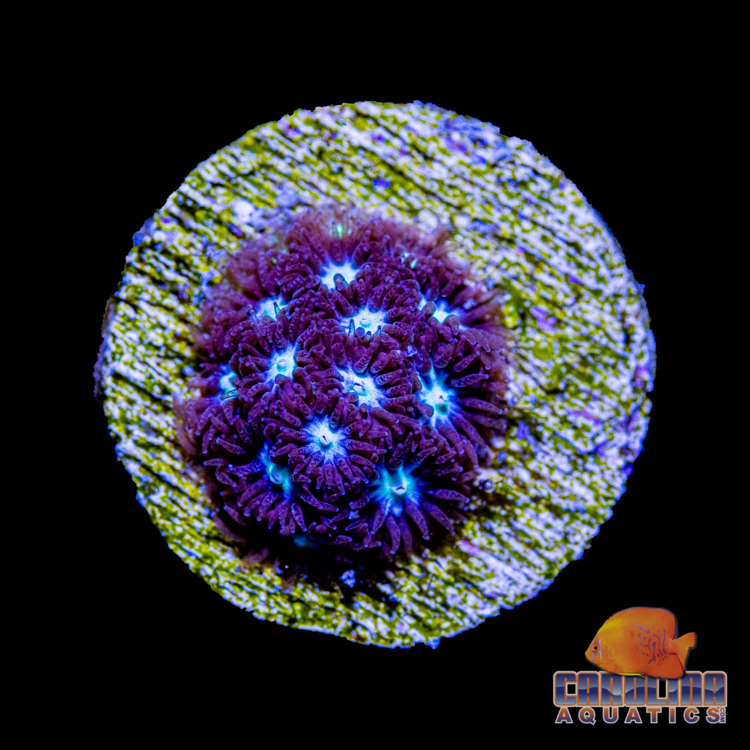 Coral Frags – Page 2 – Carolina Aquatics
