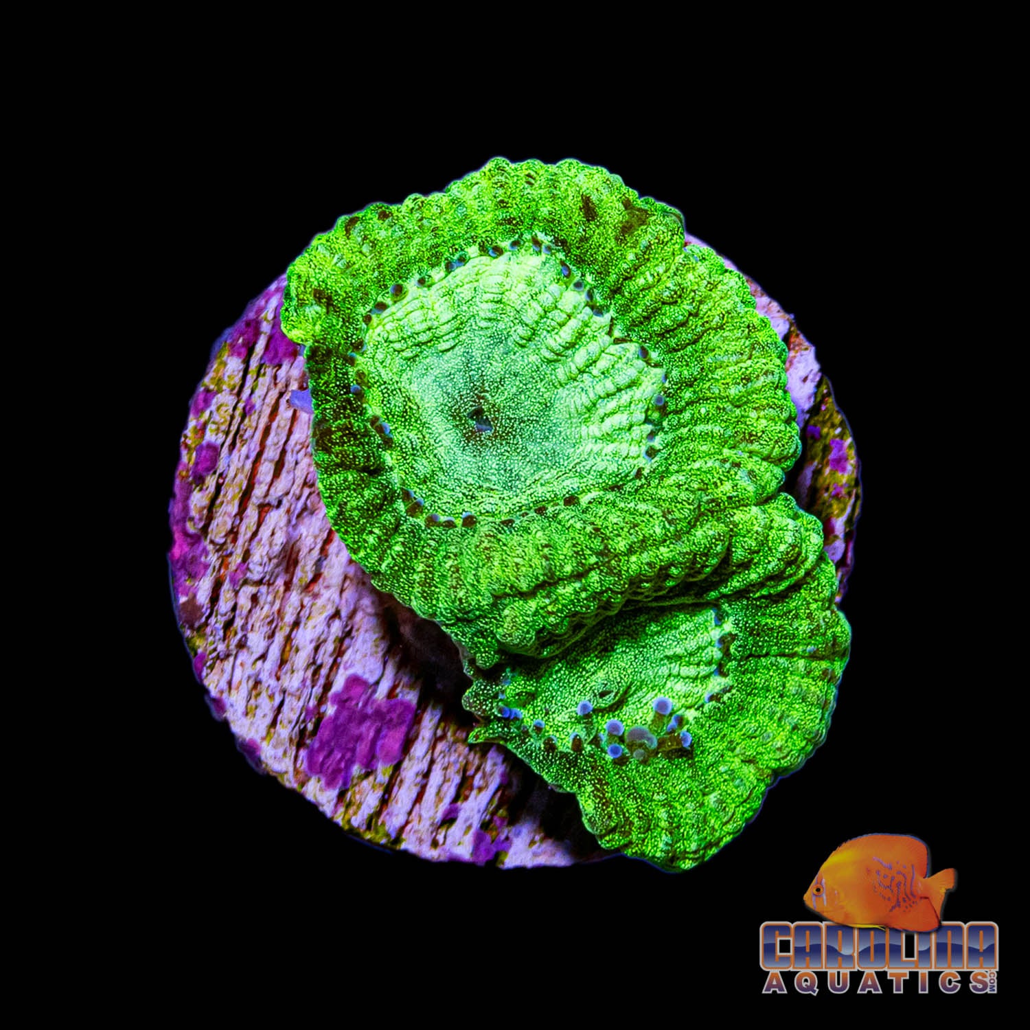 Coral Frags – Page 3 – Carolina Aquatics