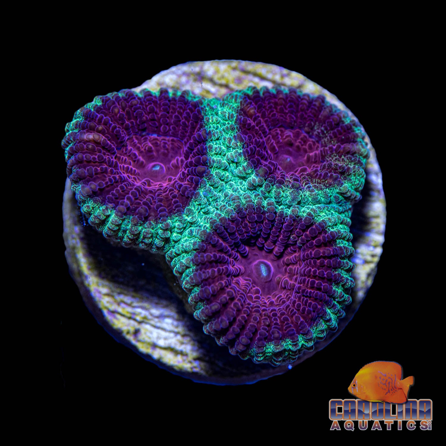 Coral Frags – Page 2 – Carolina Aquatics