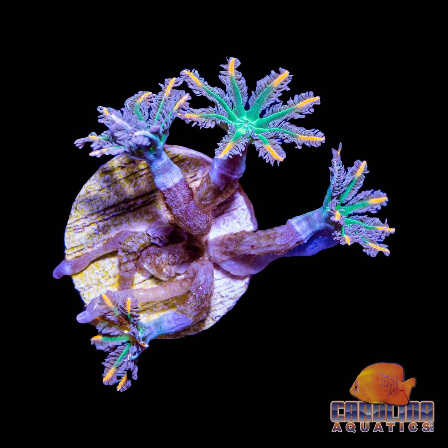 Coral Frags – Carolina Aquatics