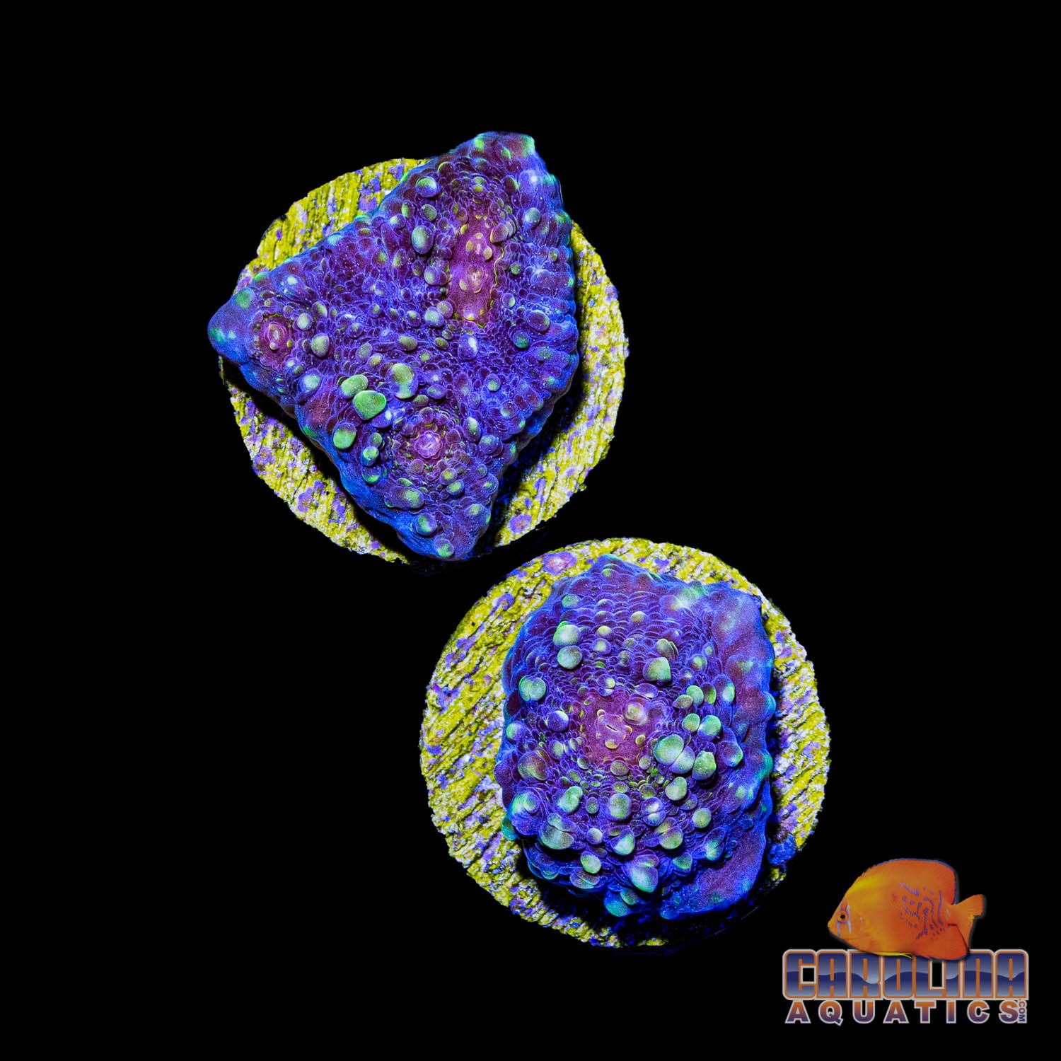 Coral Frags – Page 3 – Carolina Aquatics