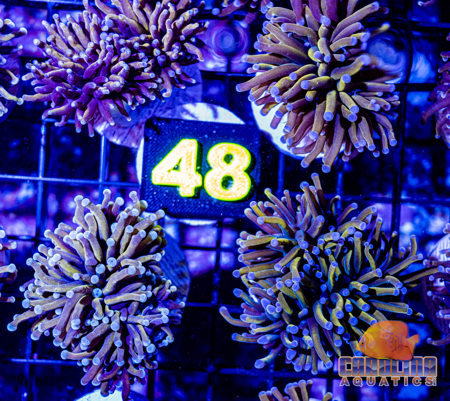 Coral Frags – Page 2 – Carolina Aquatics