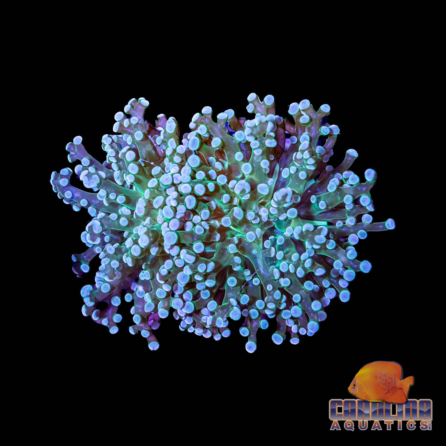 Coral Frags – Carolina Aquatics