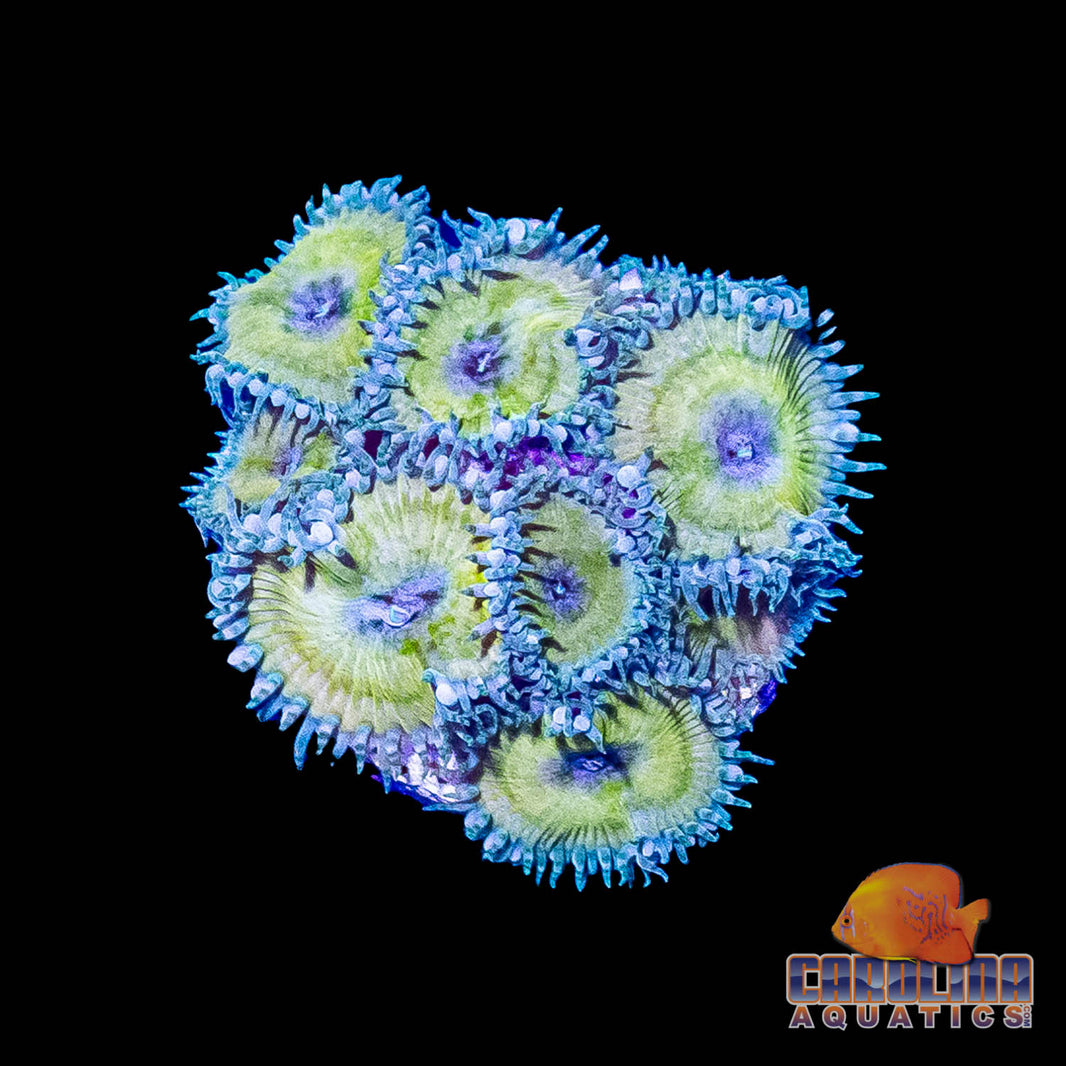 Coral Frags – Carolina Aquatics